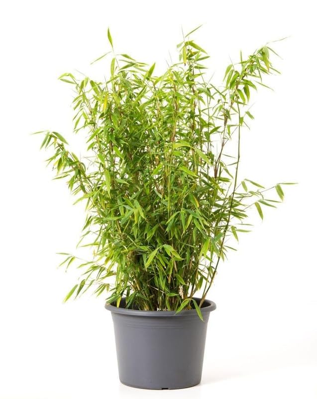 Natural Golden Chinese Bamboo/Grass Plant - Decorate Both Indoor And ...