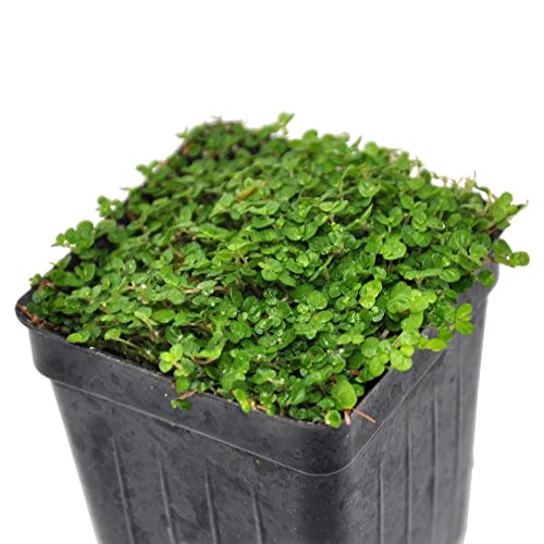 20 Best Plants That Grow In Water: The Best Plants that Thrive In Water