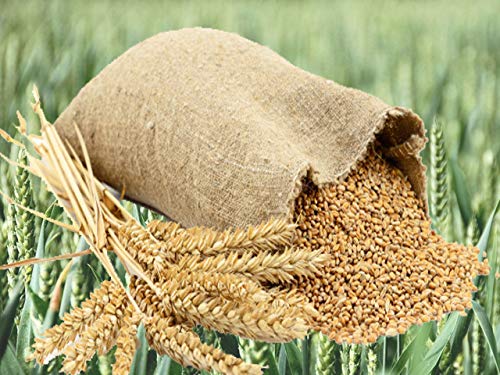 Wheat Whole Gehu Fresh from Village Farms No Mixture No Preservatives ...