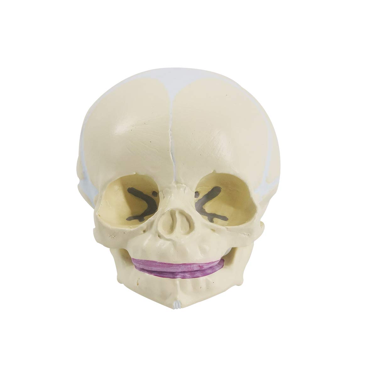 Buy Human Infant Skull Model, Life Sized Fetus Skull, Anatomy Baby ...