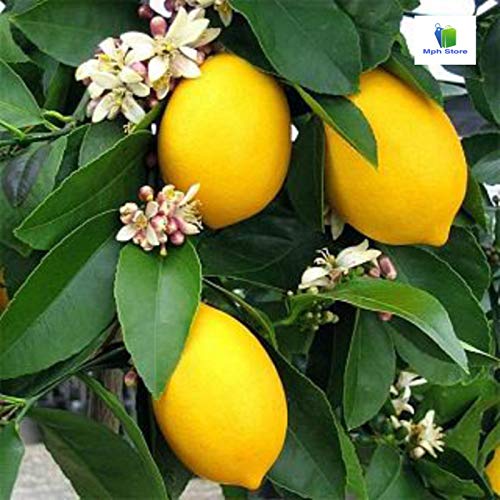 Amazing Store Kagzi Nimboo, Kagzi Lemon - Plant Citrus Limonum, Limbu ...