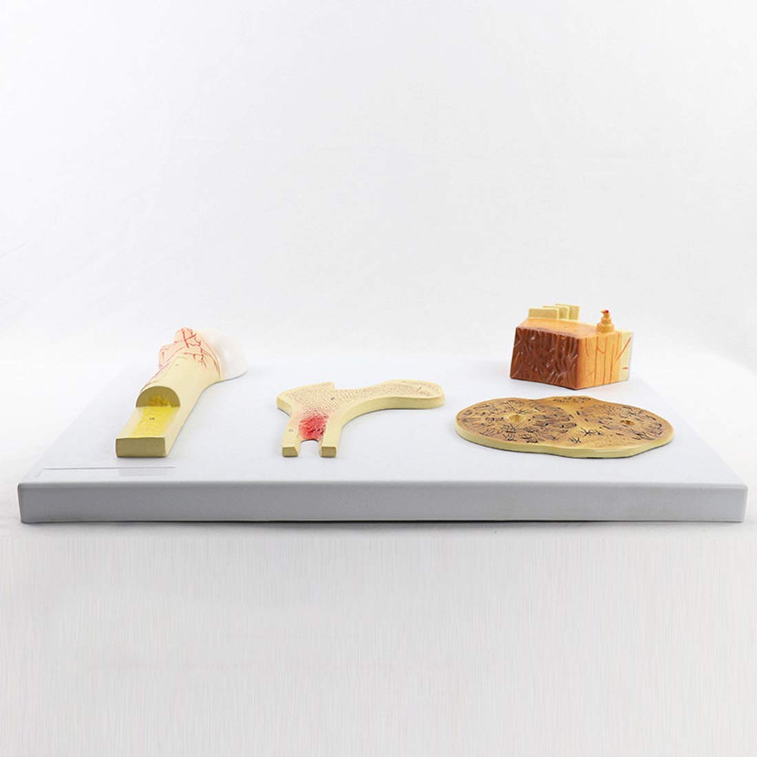 Buy Educational Model Tissue Model Includ 4 Types of Human Structures ...