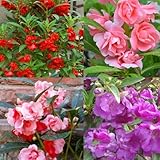 Impatiens Balsamina Guide: How to Grow & Care for “Balsam Flowers”