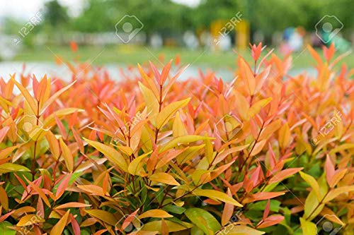 Syzygium Campanulatum - Christina Plant For Landscaping : Amazon.in ...