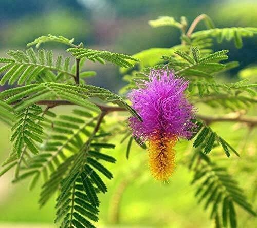 Shami Tree - Banni Tree - Vanni Maram - Prosopis Cineraria Tree 20 ...