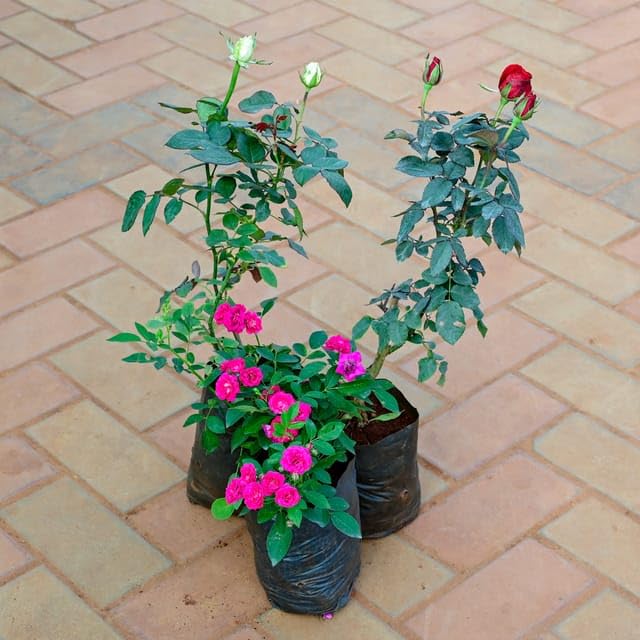 Set of 3 organic Rose Red, White & Button Rose Planting And Care colour ...