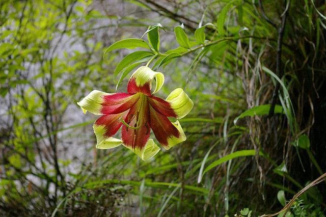 Ritz Farming Imported Nepalense Lilium/Nepal Lily Flower Bulbs For ...