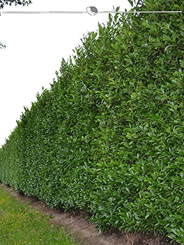 Carolina Cherry Laurel Hedge Carolina Cherry Laurel (Prunus
