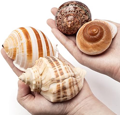 Amazon.com: 3 PCS Natural Hermit Crab Conch Shells Decor, 2.7-3.5 Inch ...