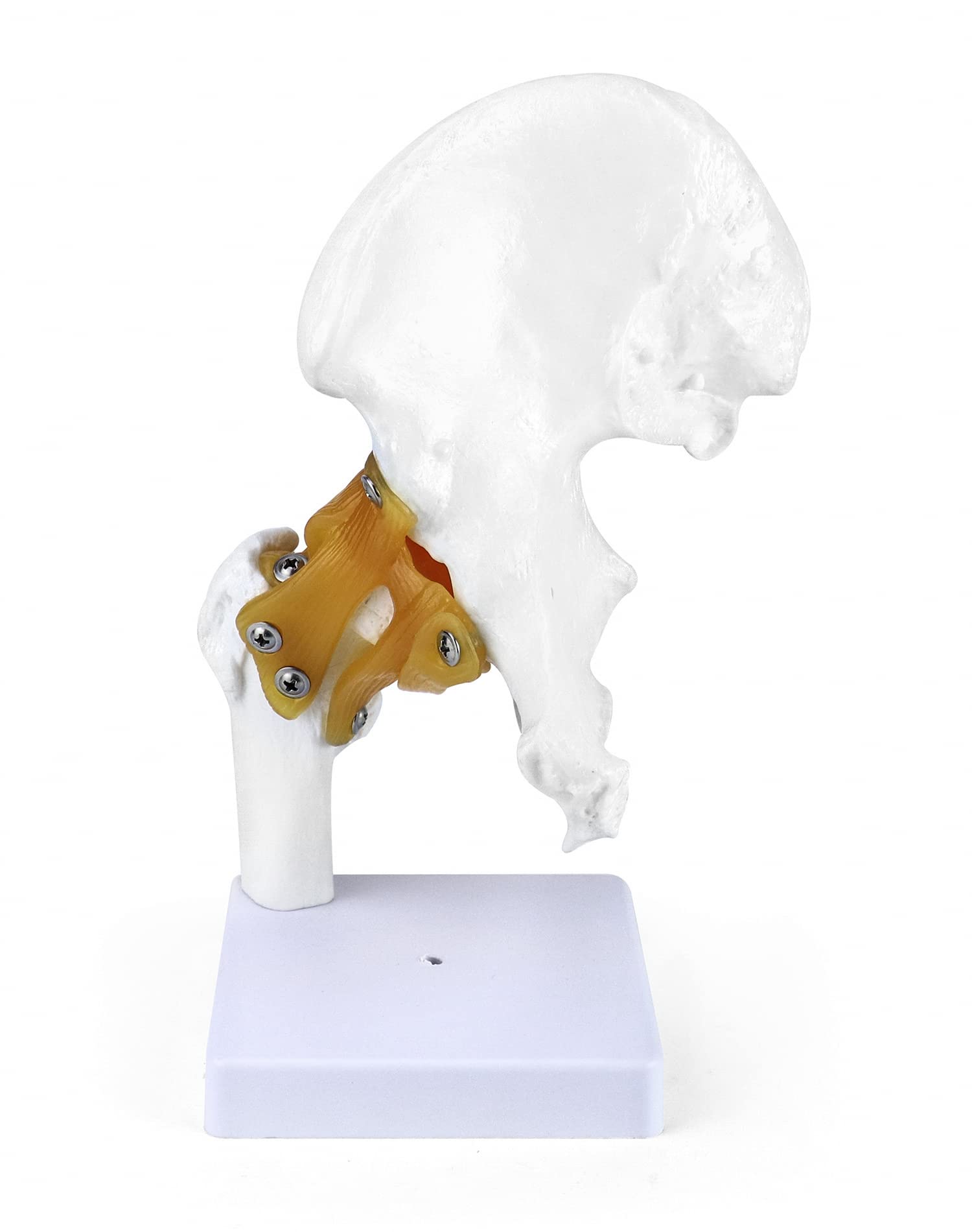 Buy QWORK Human Hip Model With Flexible Ligaments Hip Joint Model Buy QWORK Human Hip Model With Flexible Ligaments Hip Joint Model
