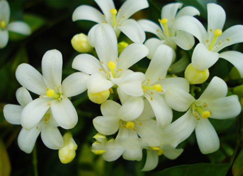 Creative Farmer Chalcas Paniculata Evergreen Leaflets Jasmine Seeds ...