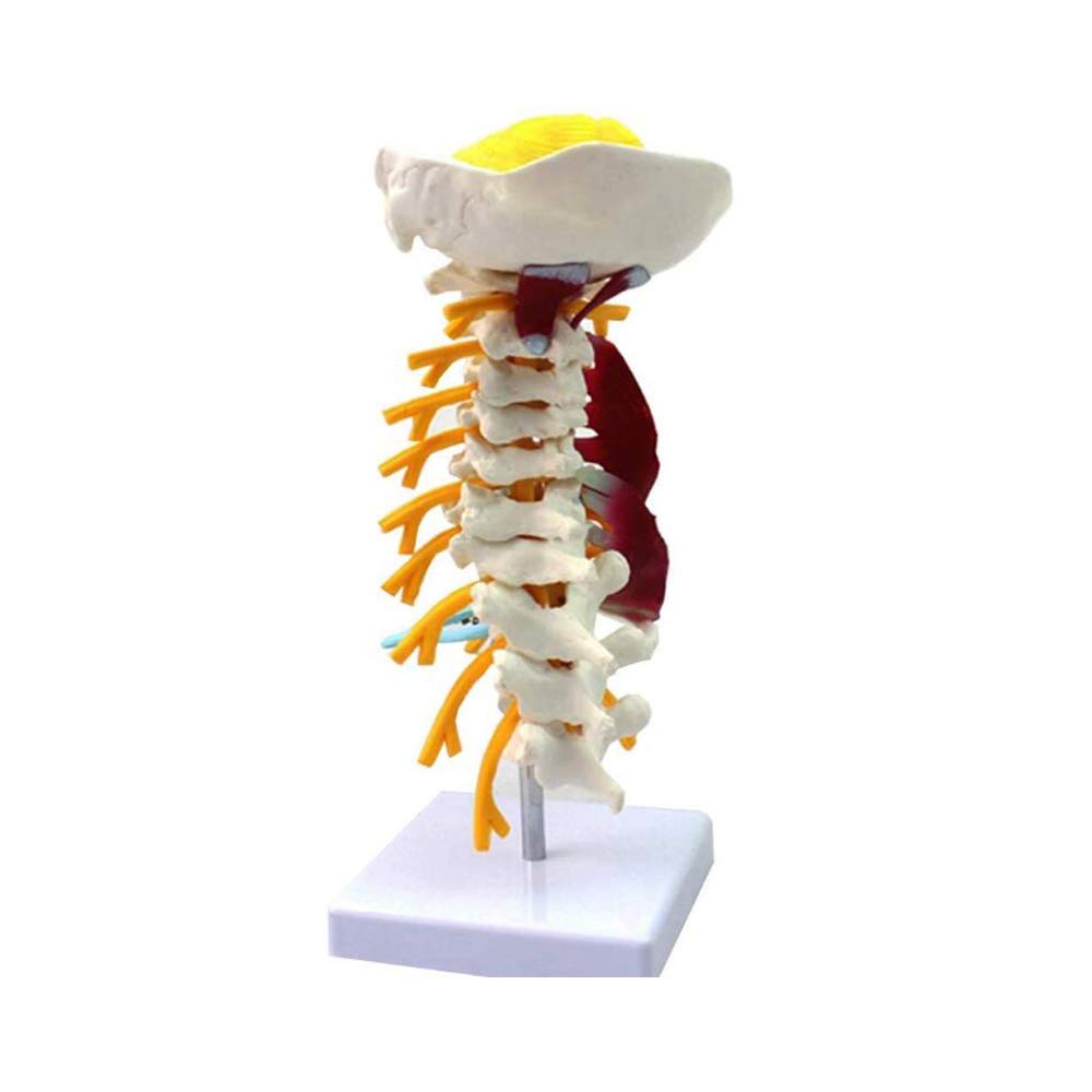 Buy UIGJIOG Human cervical vertebrae model, nerve cervical vertebra ...