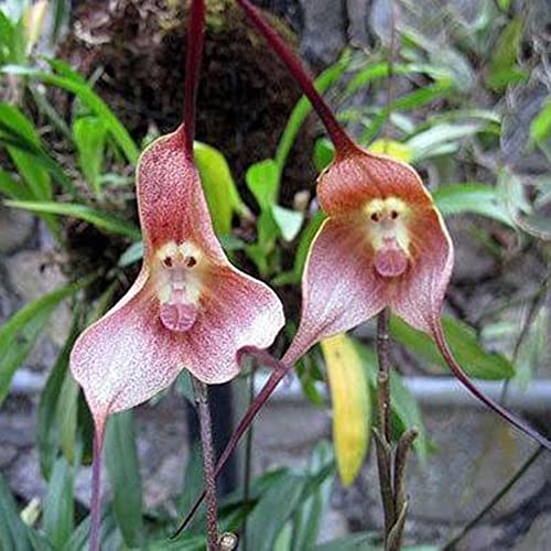 Faszinierend Was Kostet Eine Affengesicht Orchidee Bilder