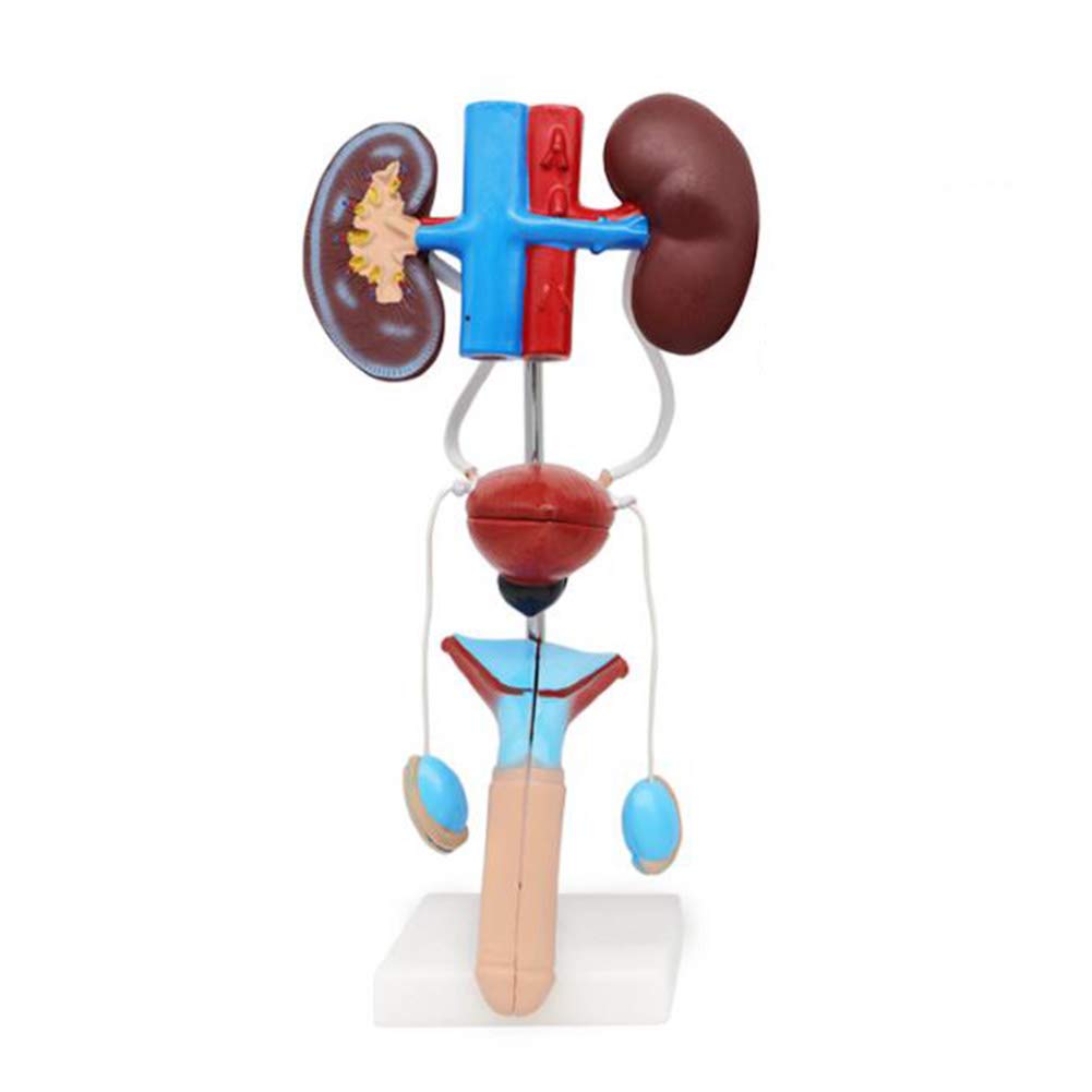Buy XIEJI Male Female Genitourinary System Model Kidney Anatomical ...
