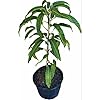 Cloud Farm Live Dasheri/Dashehari Mango Grafted Fruit Plant - Healthy ...