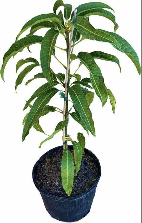 Cloud Farm Live Fazli Mango Grafted Fruit Plant - Healthy Outdoor Plant ...