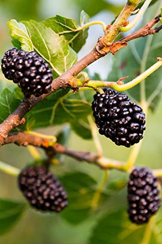 Albero Gelso usato in Italia | vedi tutte i 40 prezzi!