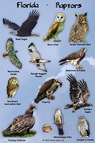 Florida Raptors Identification Card: Franko Maps Ltd.: 9781601905628 ...