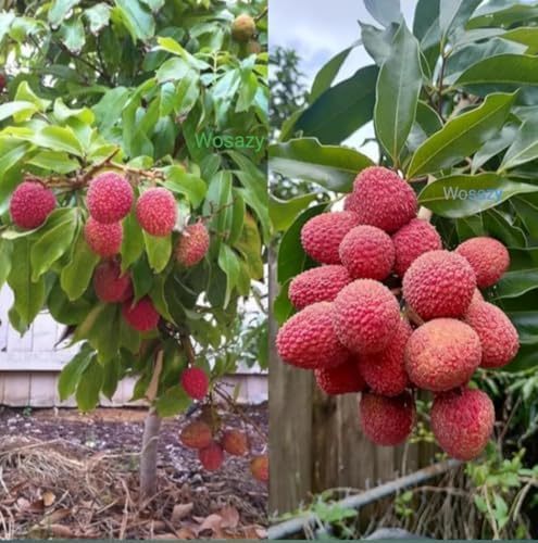 Muzaffarpur Shahi Litchi Fruit Plant One Healthy Live Grafted Sweet All ...