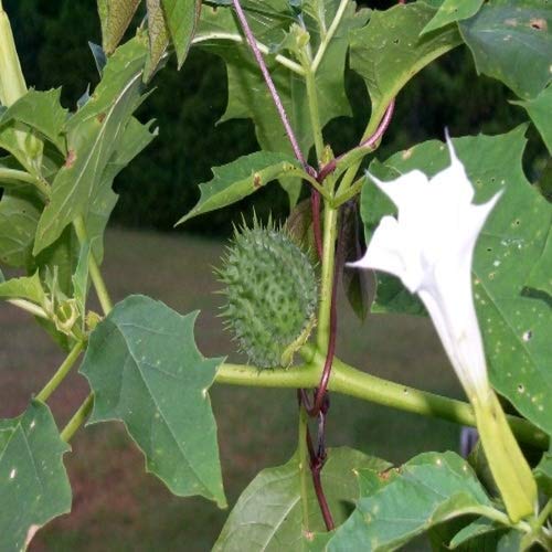 Guruji Plantation Dhatura Herbal Plant White Color Flower Live with ...