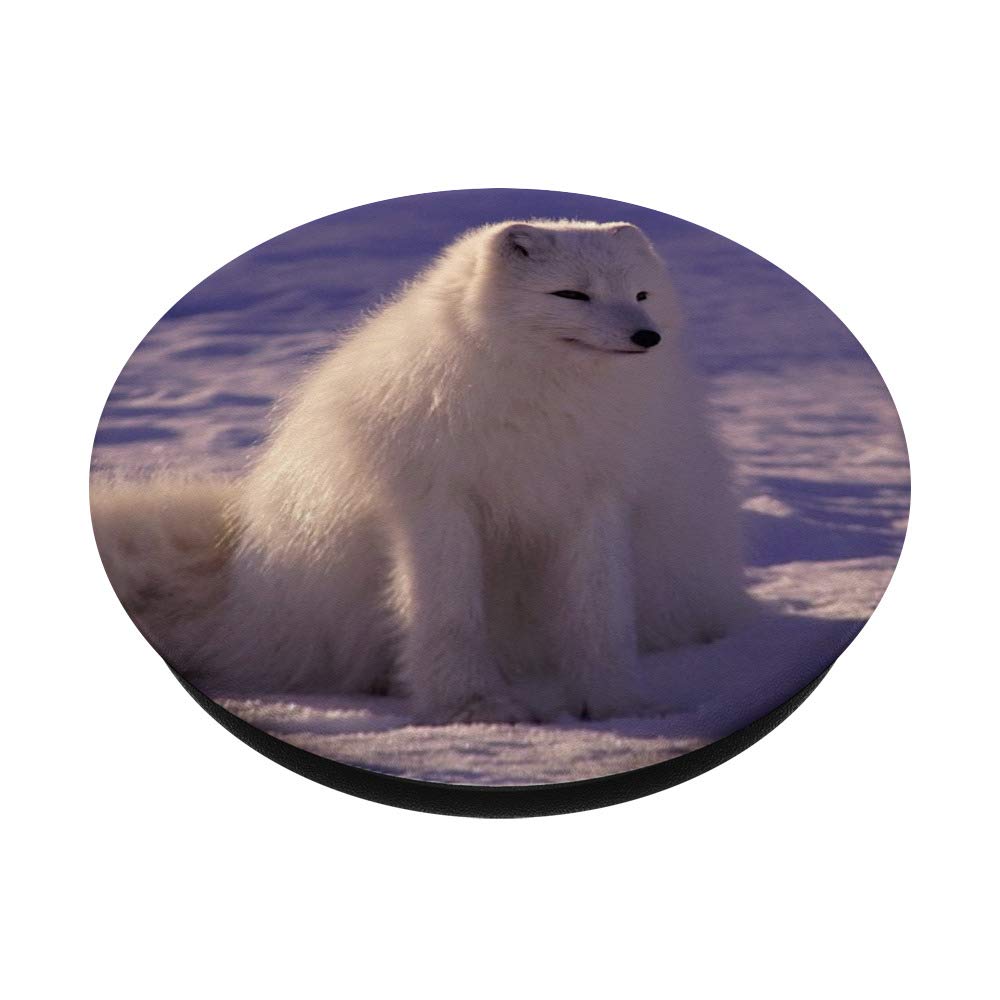 Cute Baby White Wolves Baby Wolves