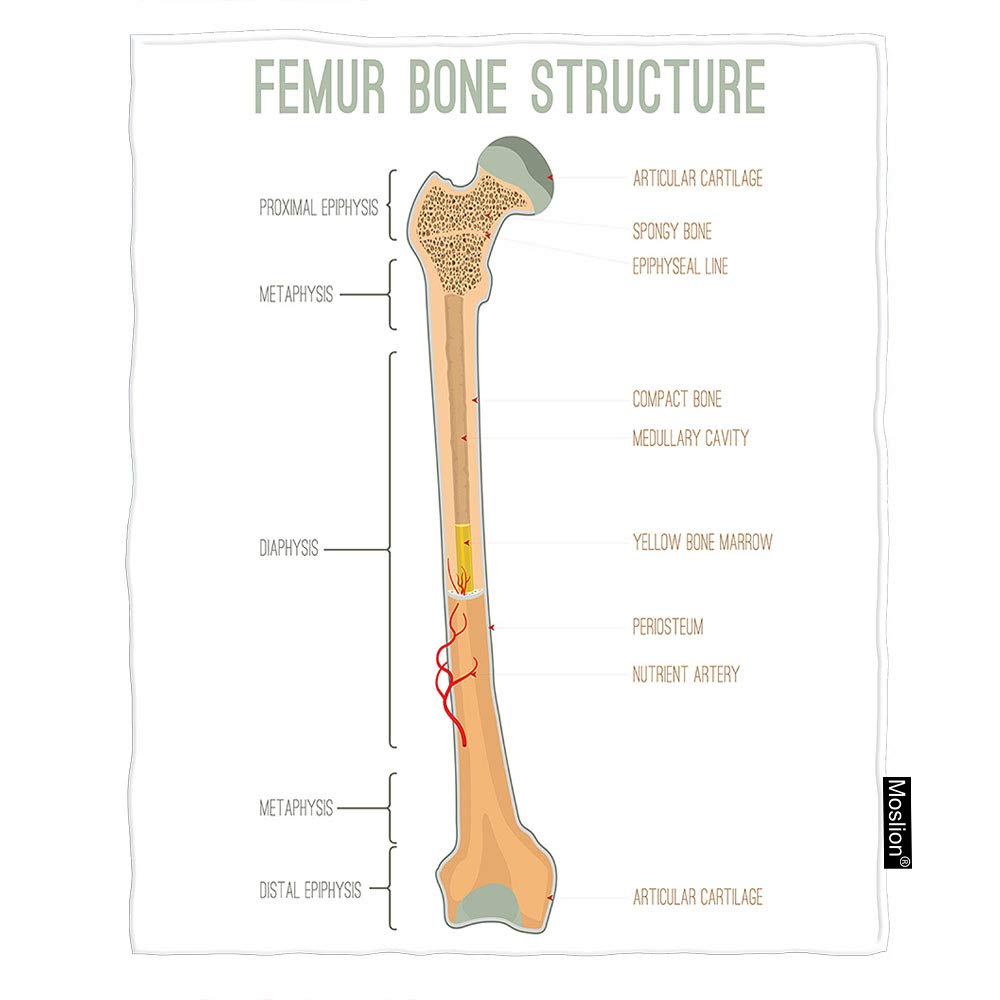 Femur Bone Labeled