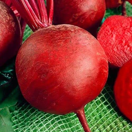 M-Technologies Rare Beet Root " Red Round " Exotic 20 Vegetable Seeds ...