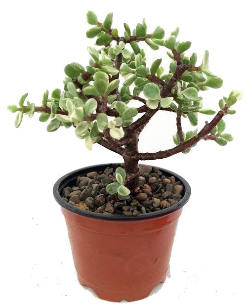 Portulacaria, la planta de la moneda