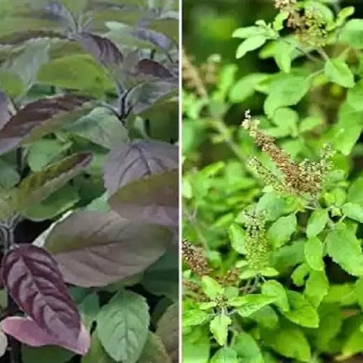 Combo of Krishna Tulsi Live Plant & Green Rama Tulsi Plant Shyama Tulsi ...