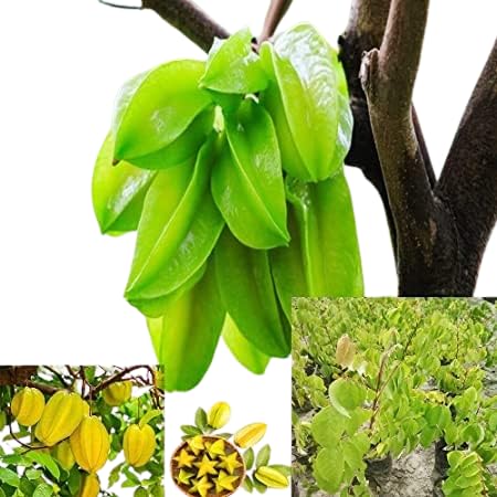 TENDER LEAVES Full-Sun-Exposure Star Fruit Thai Sweet Variety Carambola ...