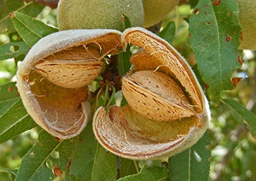 SHOP 360 GARDEN Prunus dulcis/Almond/Badam/Sweet Almond Seeds For ...