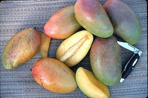 Paradise Flowers Rosigold Mango Plant-Grafted live Plant : Amazon.in ...