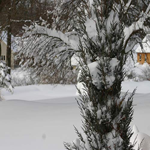 Play This December by Allen Conti, Aderemi Adeniviji, Christine Linge ...