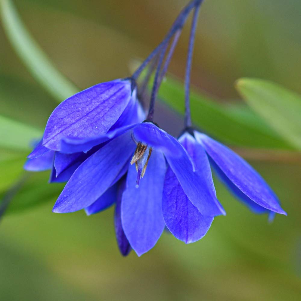 Sollya heterophylla 'Ultra Blue'(Sollya fusiformis) (Bluebell Creeper ...
