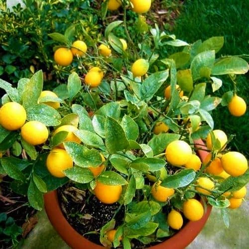 Guruji Plantation All Season Hybrid Dwarf Live Sarbati Lemon Elumichai ...