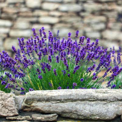 Buy 100 Lavender Vera ? AKA Original Lavender, True Lavender, English ...