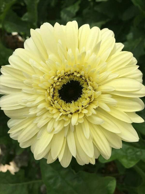 RADHA KRISHNA AGRICULTURE® Gerbera imported flower seeds for Your ...