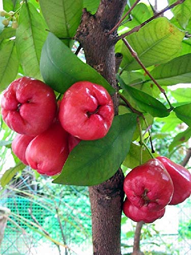 Arlo ' Rose Water Apple ' Tropical Fruit Live Plant -1 Plant : Amazon ...