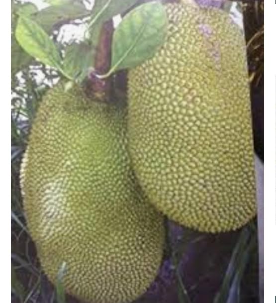 NATURE WORLD PREMIUM GRAFTED HIBRID JACKFRUIT PANASA HEALTHY LIVE PLANT ...