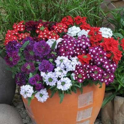 Verbena Flower Seeds For Winter Season pack of 50 seeds : Amazon.in ...