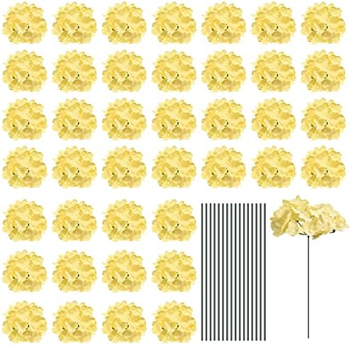 Katty Ferretti's Amazon Page