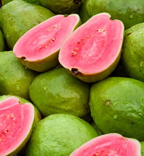 LushGreen Rare Live Plant ' Dwarf Japan Guava ' psidium Guajava Fruit ...