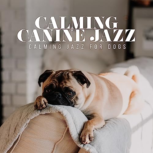 Play Calming Canine Jazz by Calming Jazz For Dogs on Amazon Music