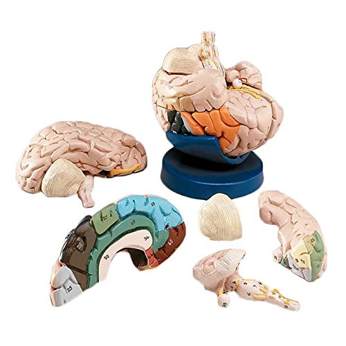 Amazon.com: Human Brain, Color-coded 8 Part Model : Industrial & Scientific