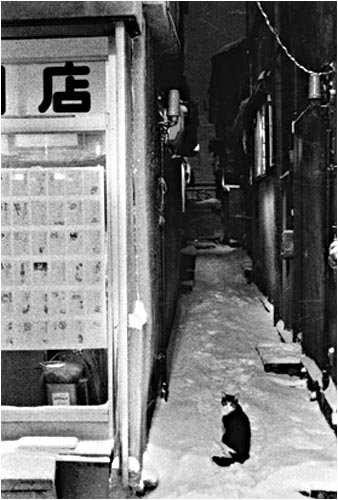 Neco: Yuichi Hibi: 9781590052105: Amazon.com: Books