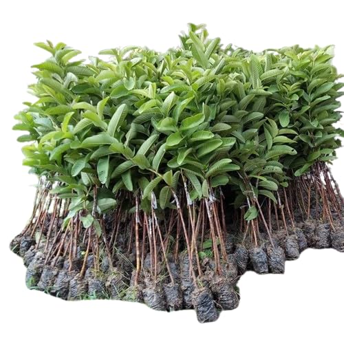 TENDER LEAVES Thai RED Jamrul Plant, Water Apple, Exotic Fruit Plants ...