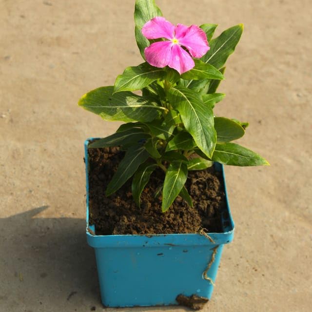 Periwinkle/Vinca/Sadabahar (any colour) in 4 Inch Blue Premium Square ...