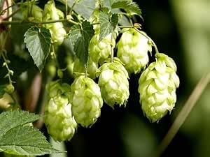 Amazon.com : Nugget Hops Vine - Humulus - Grow Your own Beer! - 3" Pot ...