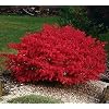 Amazon.com : Burning Bush Plant,Bright Red,Autumn Foliage : Patio, Lawn ...
