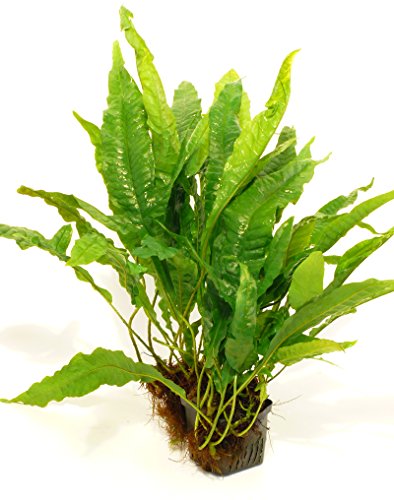 Die 16 besten Javafarn Pflanzen fürs Aquarium im Überblick